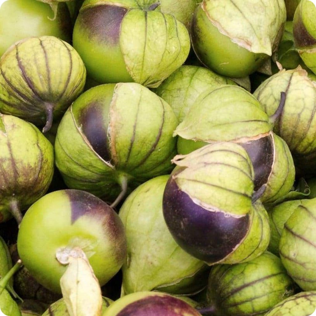Tomatillos – The Incredible Seed Company Ltd