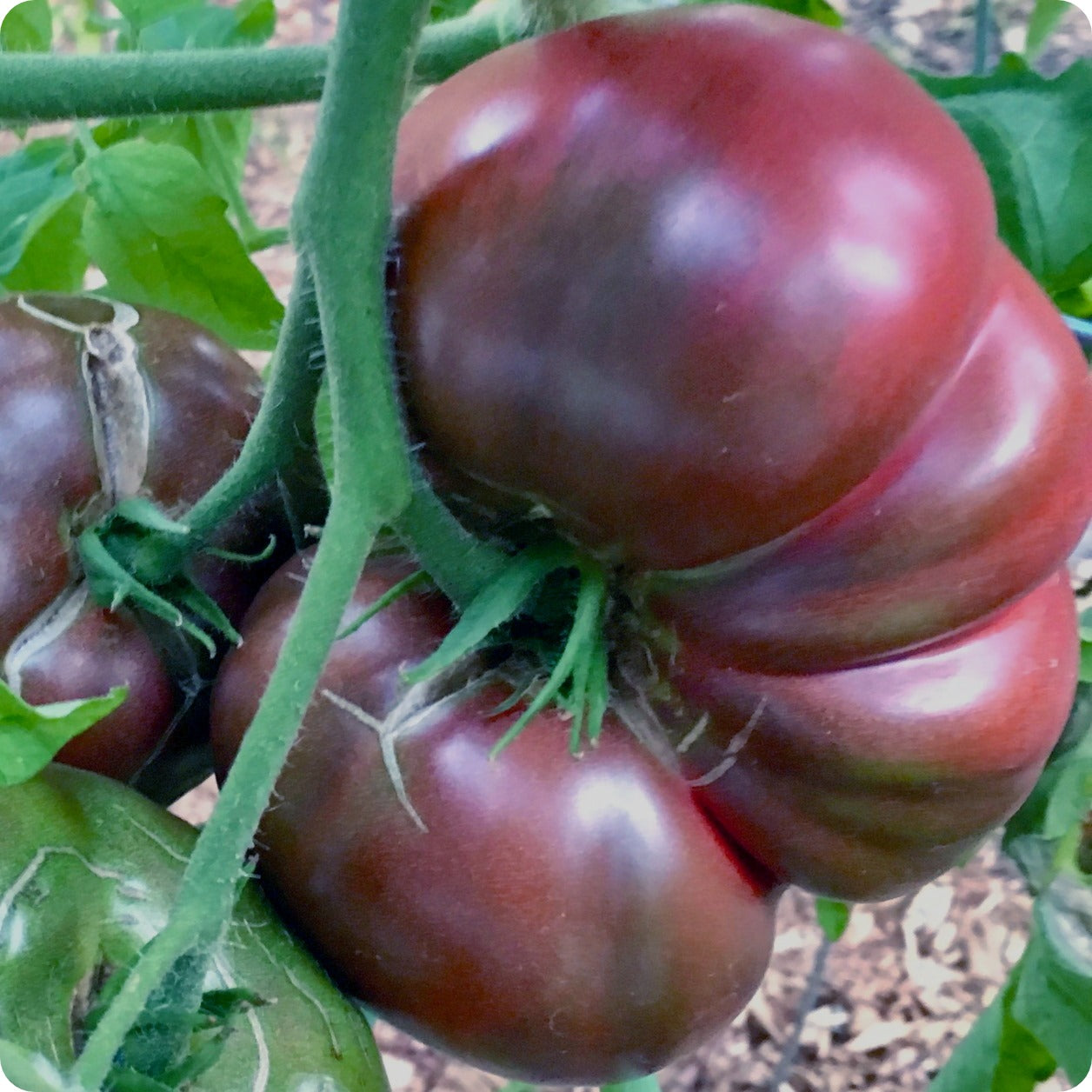Cherokee Purple Tomato Seeds – Heirloom Untreated NON-GMO From Canada ...