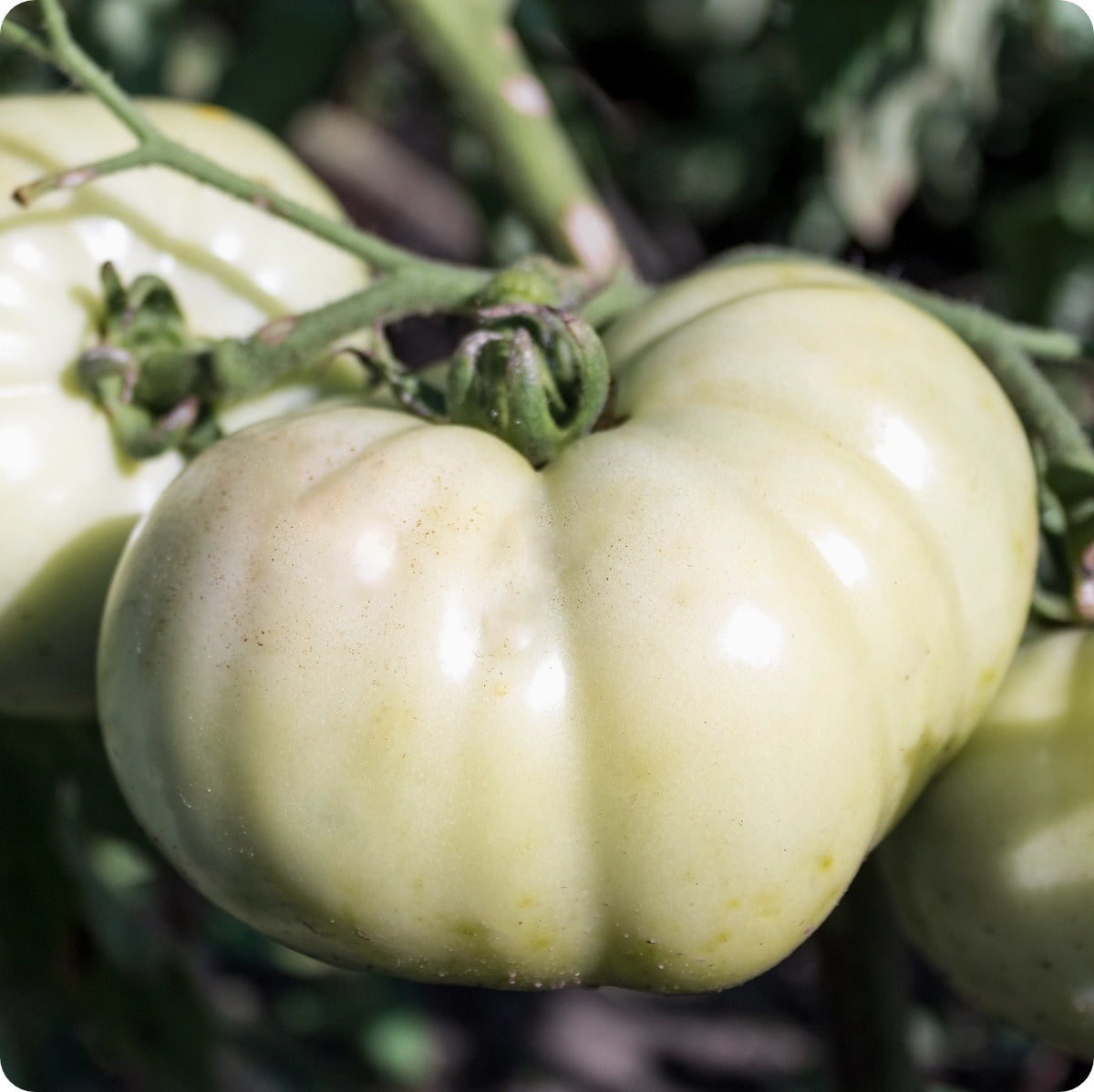 Tomato Seeds - Great White – The Incredible Seed Company Ltd