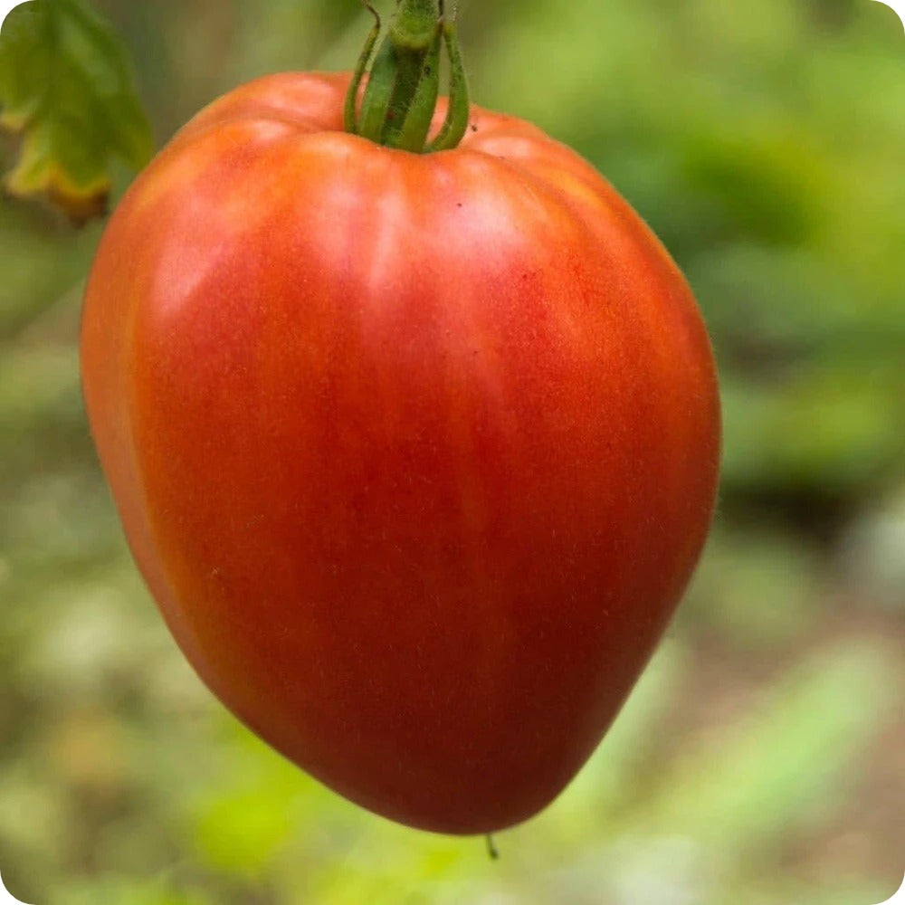 Hungarian Heart - Paste Tomato Seeds - Heirloom Untreated NON-GMO From ...