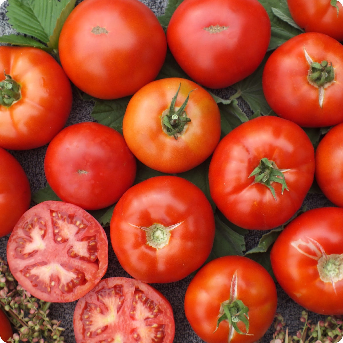 Tomato Seeds - Silvery Fir Tree – The Incredible Seed Company Ltd