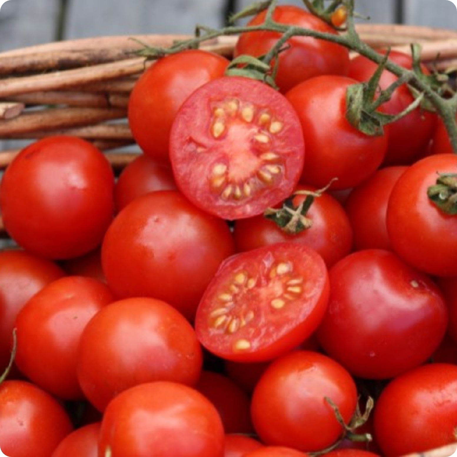 Tomato Seeds, Cherry - Tommy Toe – The Incredible Seed Company Ltd
