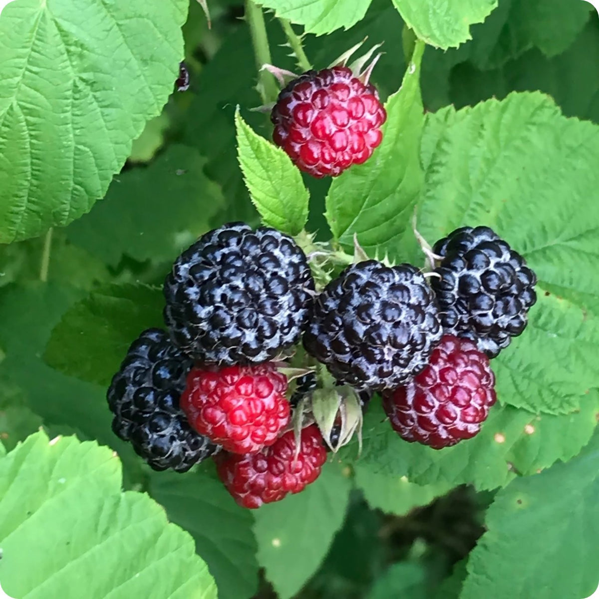 Raspberry Seeds - Black – The Incredible Seed Company Ltd