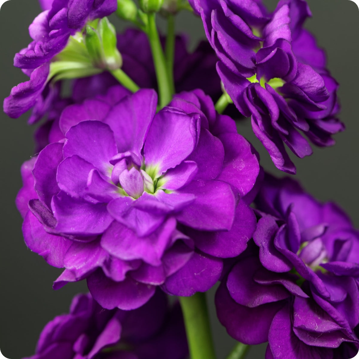 Stock Seeds - Vickys Vintage Violet – The Incredible Seed Company Ltd