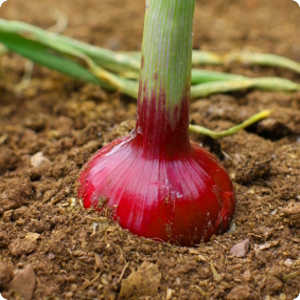 Wethersfield Red Storage Onion Seeds - Heirloom Untreated NON-GMO From ...