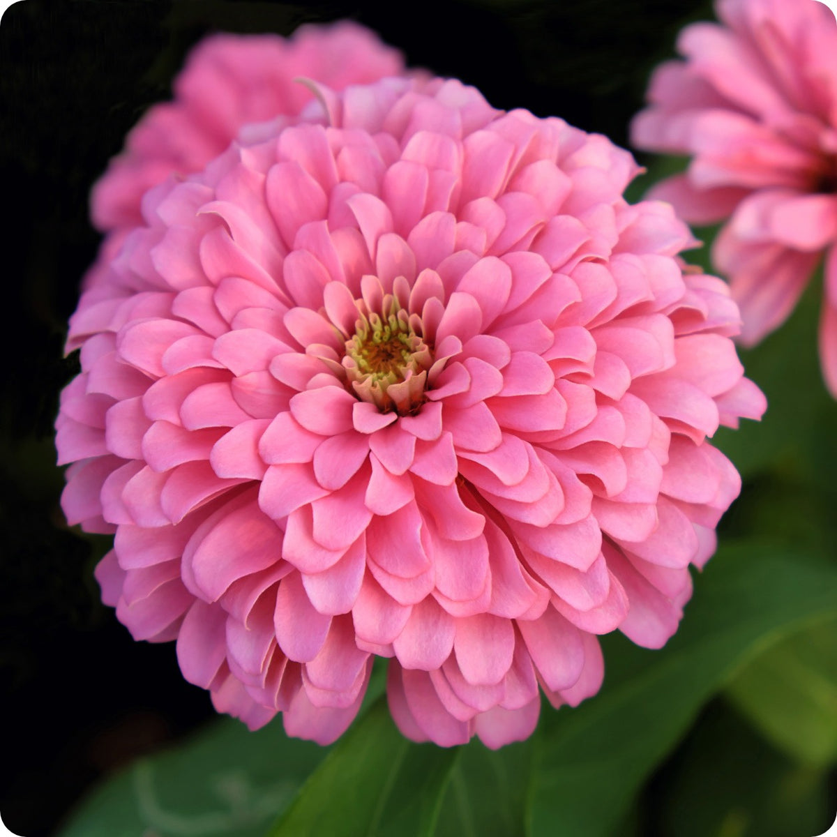 Zinnia Seeds - Oklahoma Pink – The Incredible Seed Company Ltd