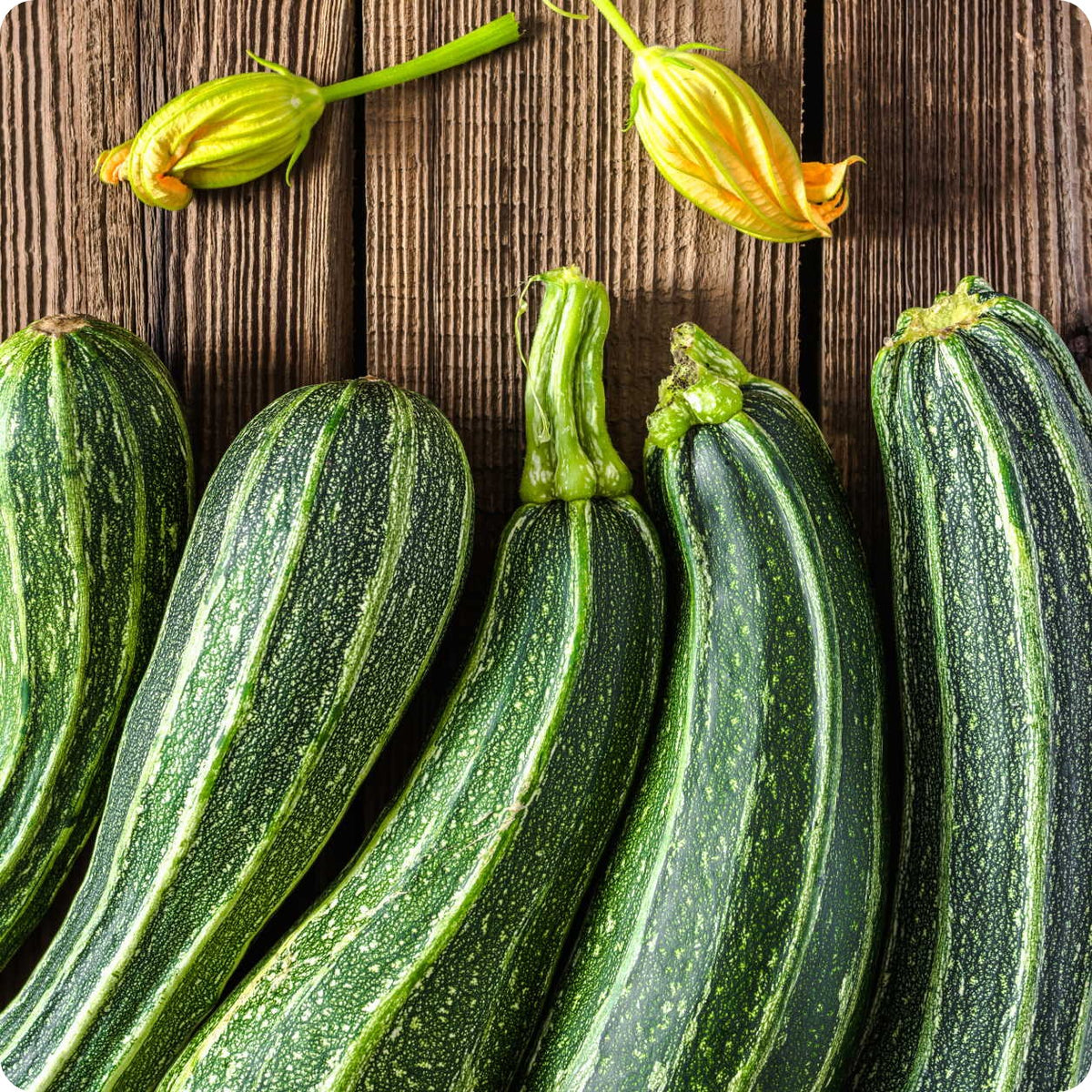 Zucchini Varieties How To Grow Zucchini Indoors Guide – Gardeners