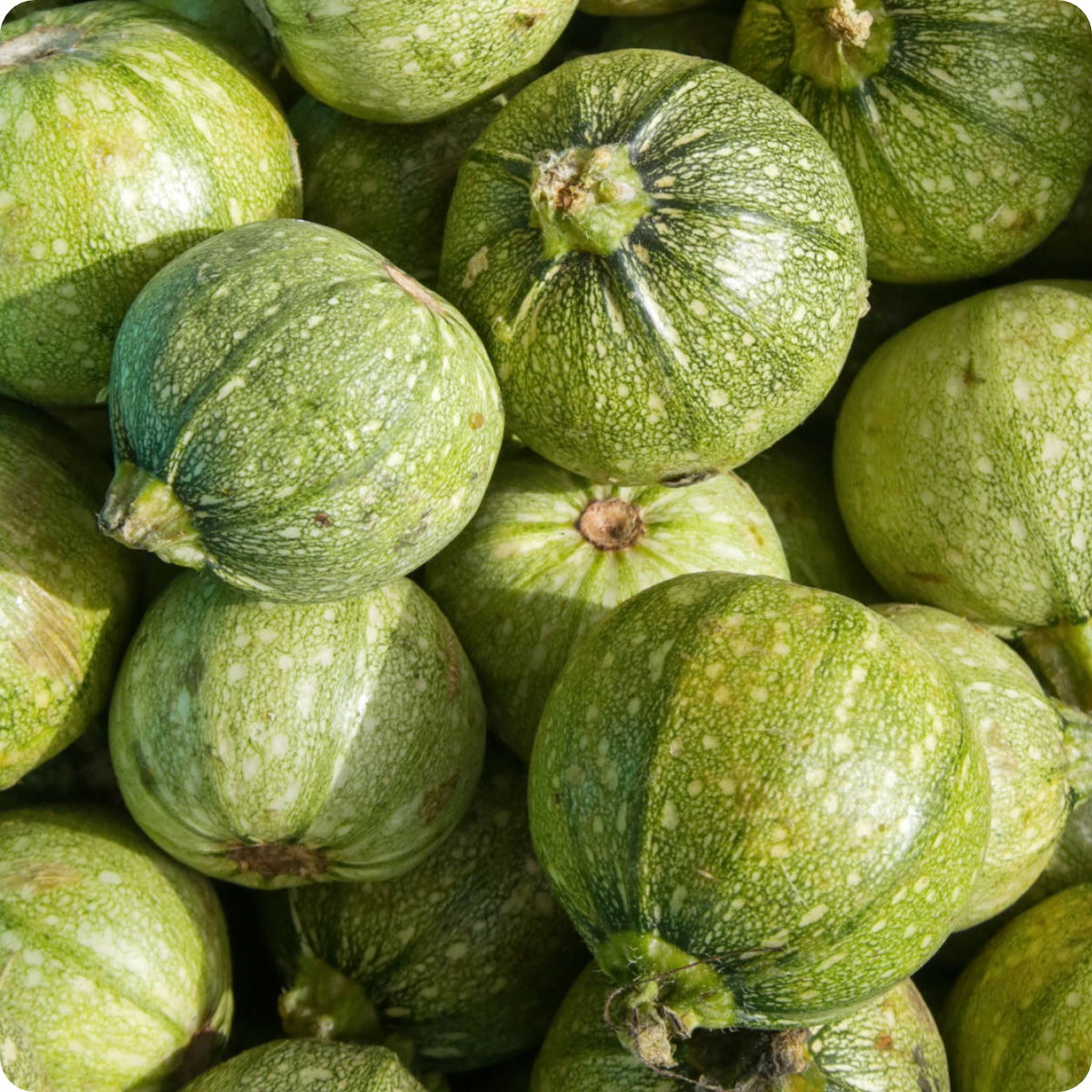 Ronde de Nice Zucchini Seeds – Heirloom Untreated NON-GMO From Canada ...