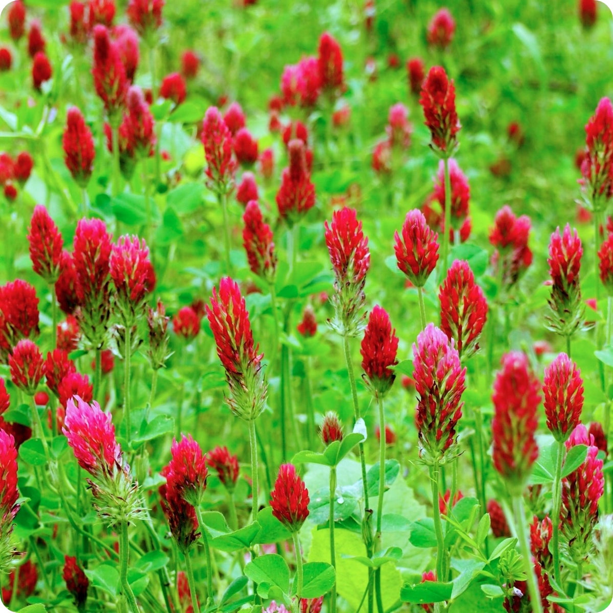 Clover Seeds - Crimson Clover – The Incredible Seed Company Ltd