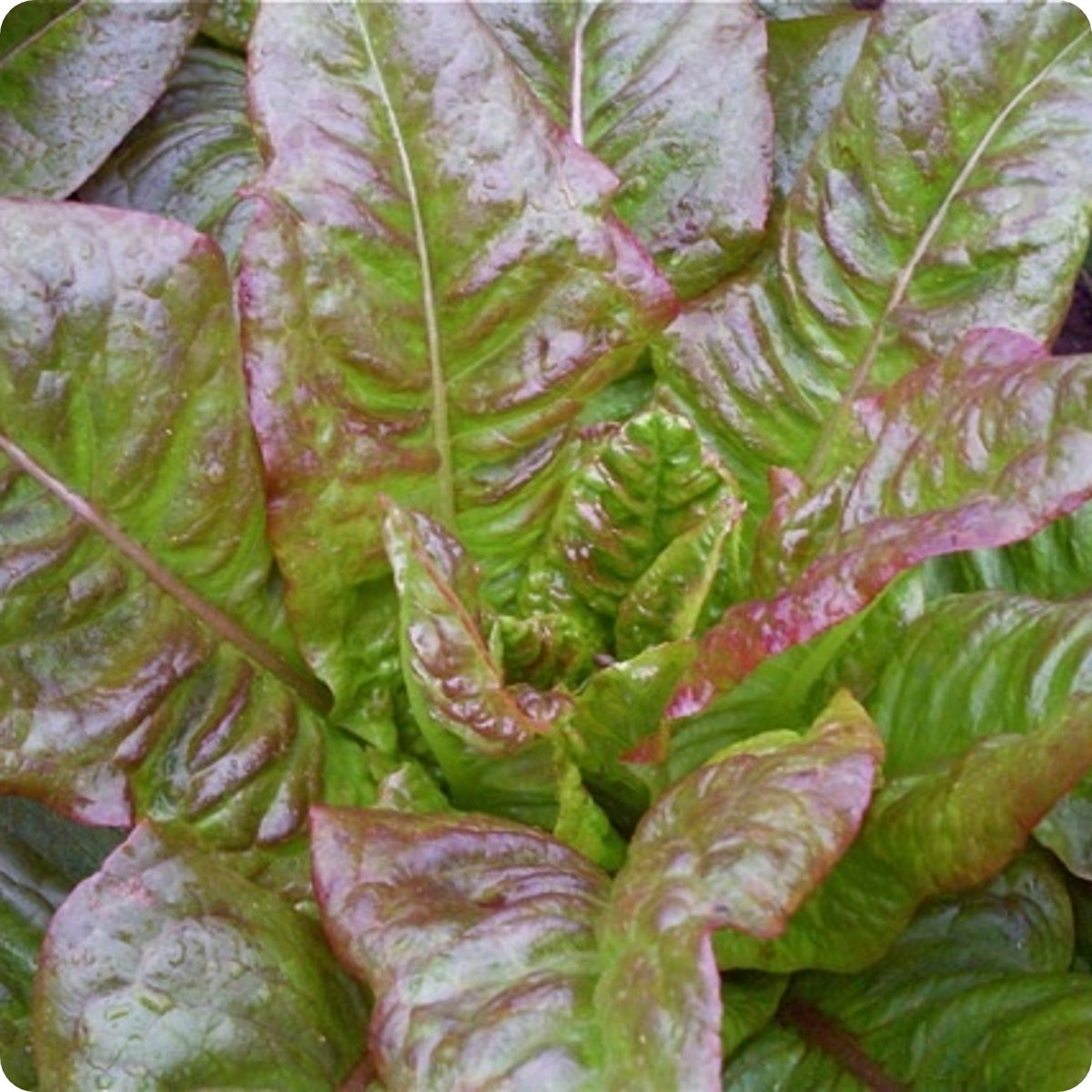 Lettuce Seeds - Les Oreilles du Diable – The Incredible Seed Company Ltd